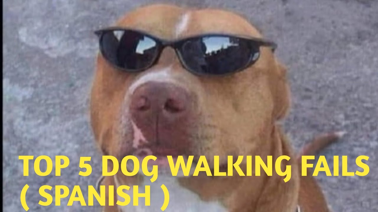 Top 5 dog walking fails #meme #dog - YouTube
