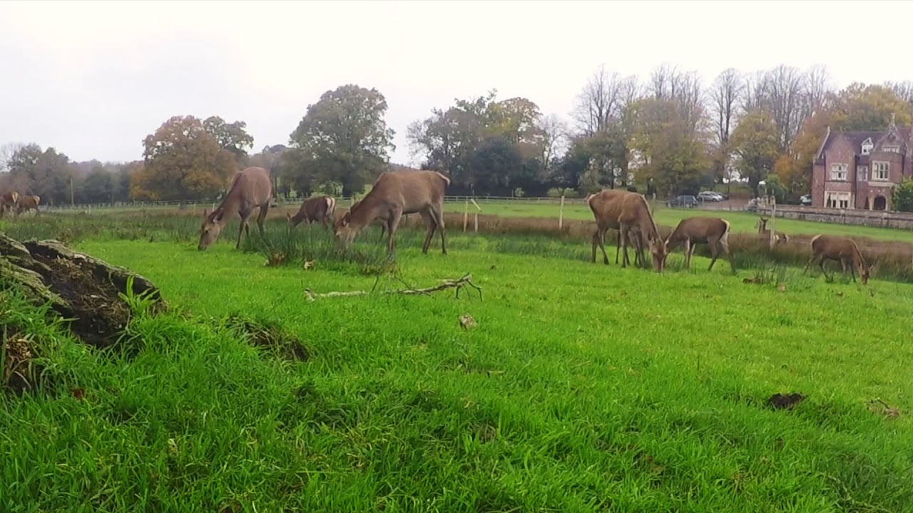 Red Deer at Burley - YouTube