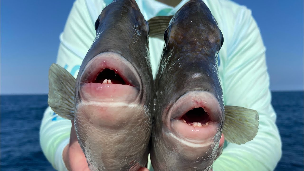 Catching MONSTER TRIGGERFISH & a stringer full of bottom fish - YouTube