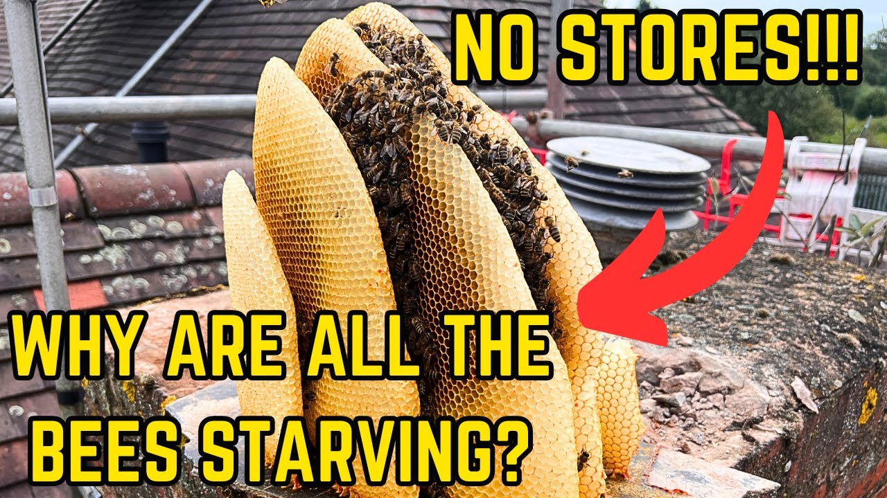 Are your bees starving to death?! These BEES in a CHIMNEY were! - YouTube