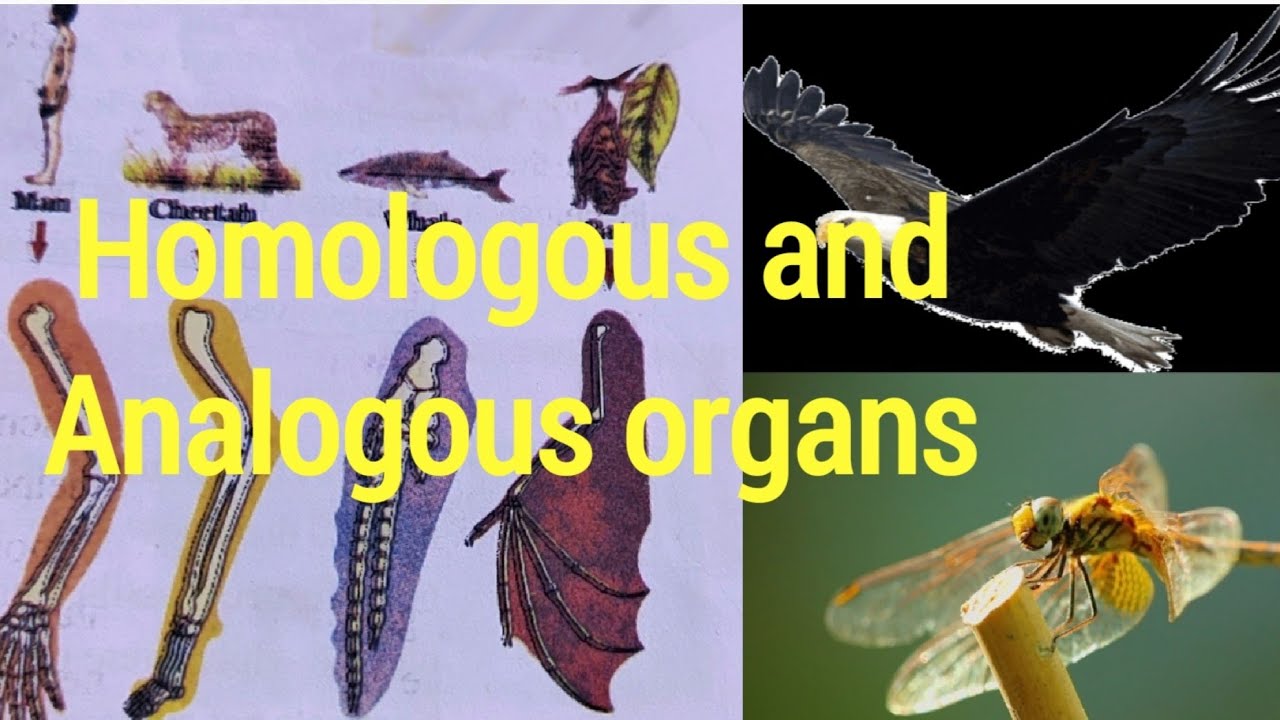 HEREDITY-Homologous and Analogous organs, 10th class biology. - YouTube