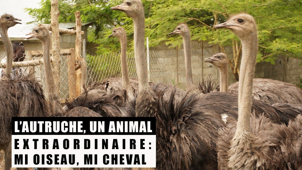 L' Autruche,un Animal Extraordinaire: Mi Oiseau,Mi Cheval. - YouTube