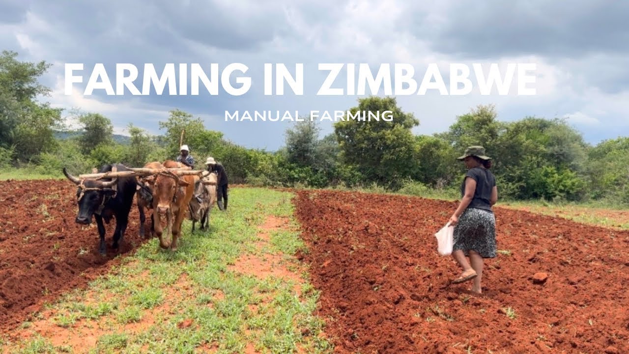 FARMING IN ZIMBABWE | LIFE IN RURAL ZIMBABWE | manual farming ...