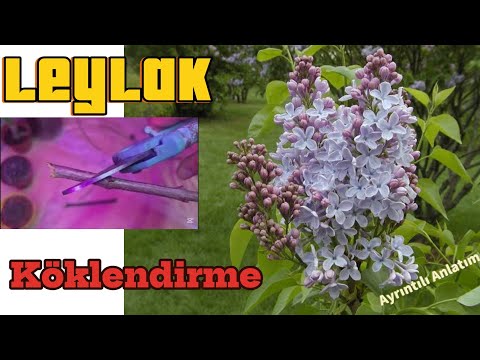 Leylak çiçeği nasıl çoğaltılır? Ayrıntılı Anlatım