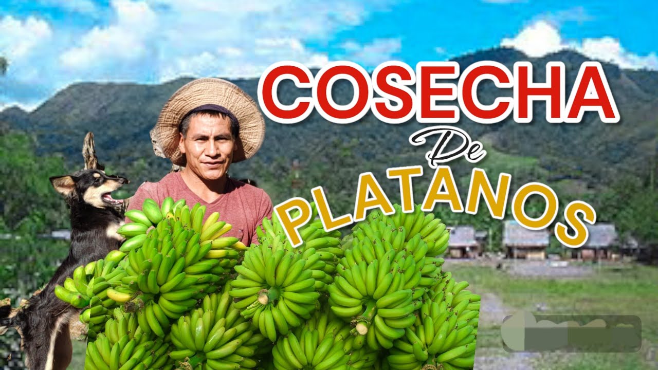 En la finca se cosecha asi los guineos muy felíz🍌🍌🐕🤝🤠🇵🇪 - YouTube