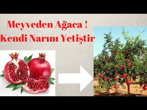 Nar tohumu çimlendirme | Kendi nar ağacını yetiştir