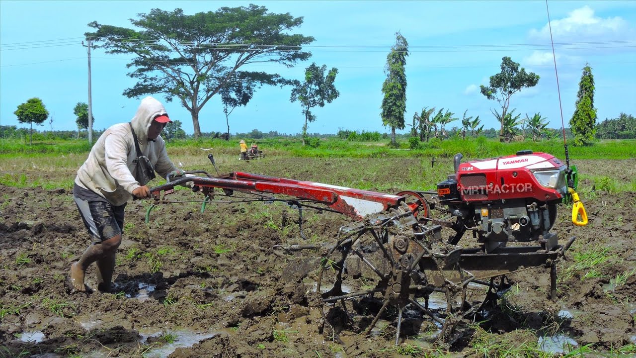 Rice Field Tractor Tunring The Top Soil Over - YouTube
