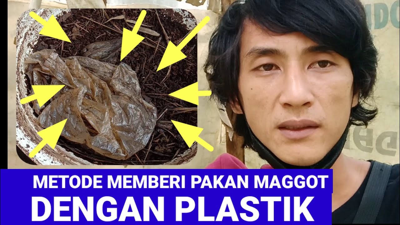 METODE MEMBERI PAKAN MAGGOT DENGAN PLASTIK - YouTube