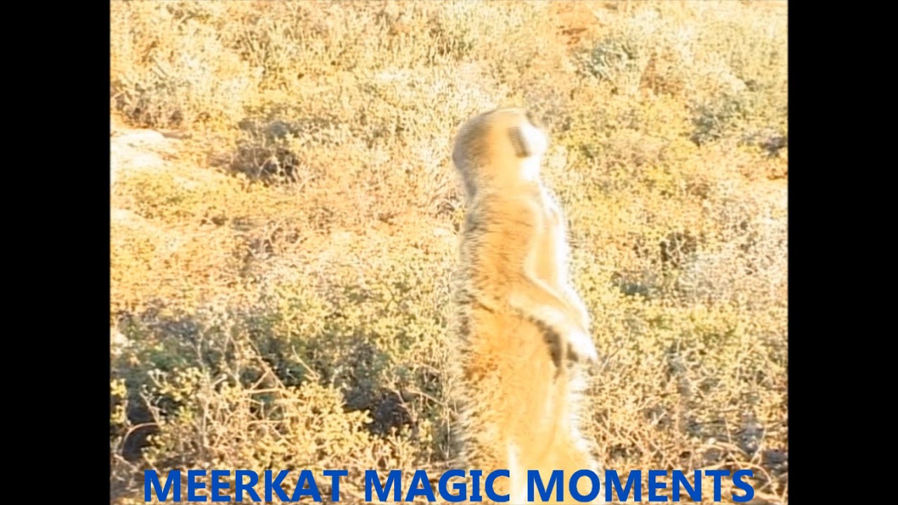 FLY VERSUS MEERKAT - Crazed fly attacks Wild Meerkat - ADOPT A MEERKAT ...