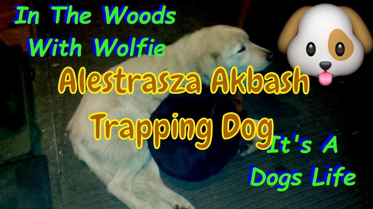 Alexstrasza Akbash The Trapper Dog - YouTube