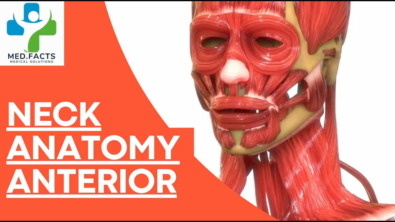 ANATOMY OF NECK ANTERIOR PART-1 #MEDFACTS# - YouTube