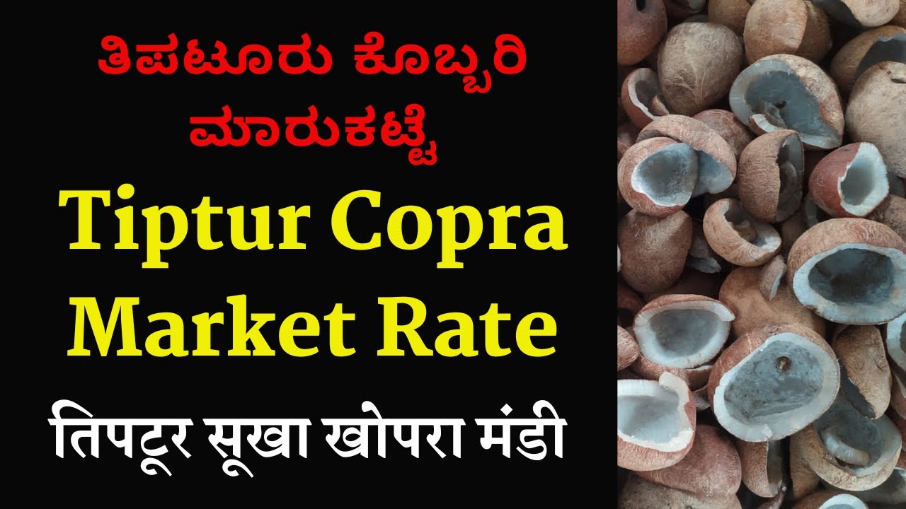 Tiptur APMC Copra Price | ತಿಪಟೂರು ಕೊಪ್ರಾ ಮಾರುಕಟ್ಟೆ | Karnataka Copra ...