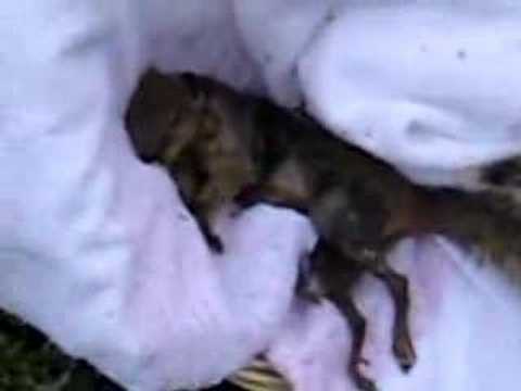 dead squirrel funeral - YouTube