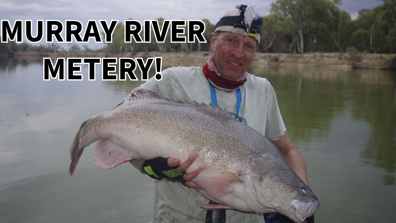 Murray Cod fishing in Autumn on the Murray River! - YouTube