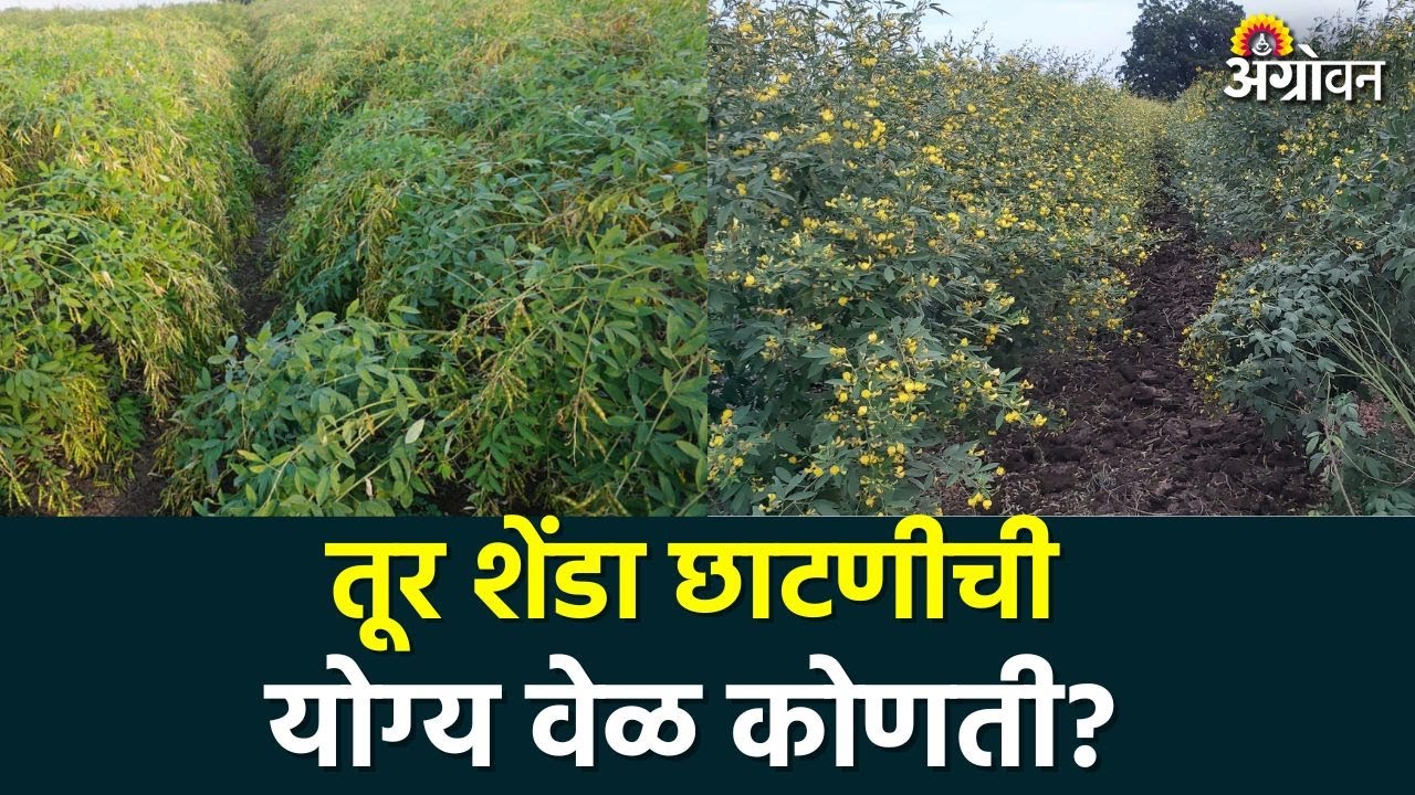 Tur Crop Management : तुरीच्या भरघोस उत्पादनासाठी तूर छाटणी | Agrowon ...