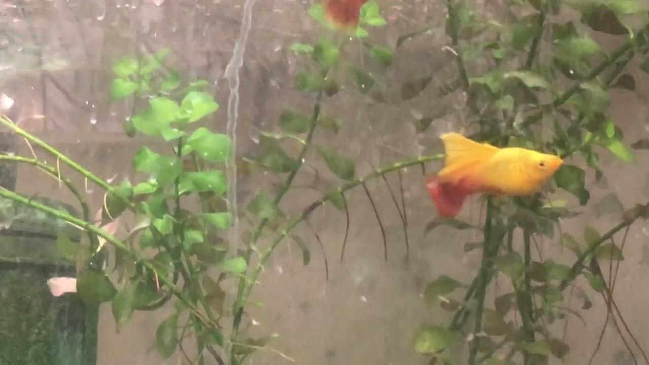 Hi-fin sunset variatus platies - breeders (2021) - YouTube