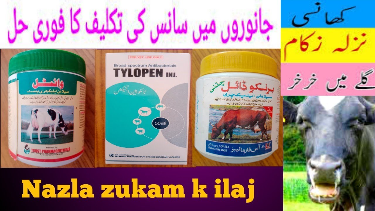 Nazla zukam k ilaj. Animal's Health Care. cow and Buffalo treatment in ...