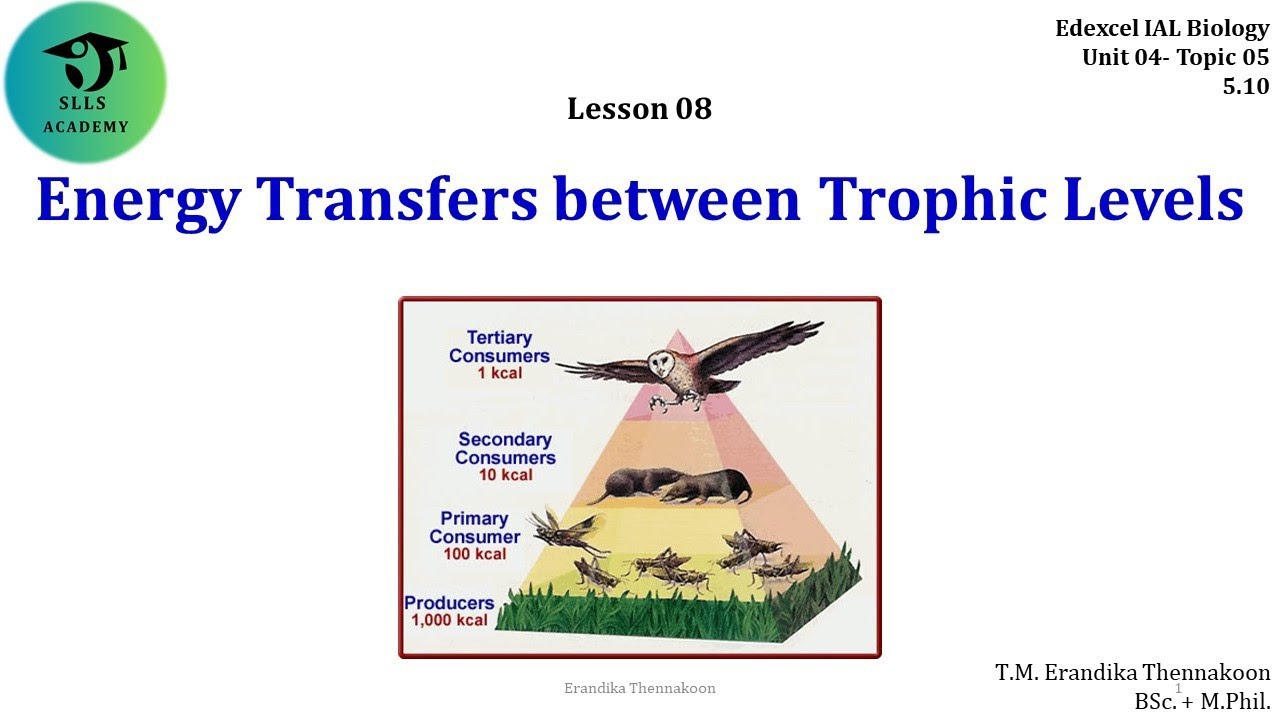 Energy Transfers Between Trophic Levels: Edexcel IAL Biology Unit 04 ...