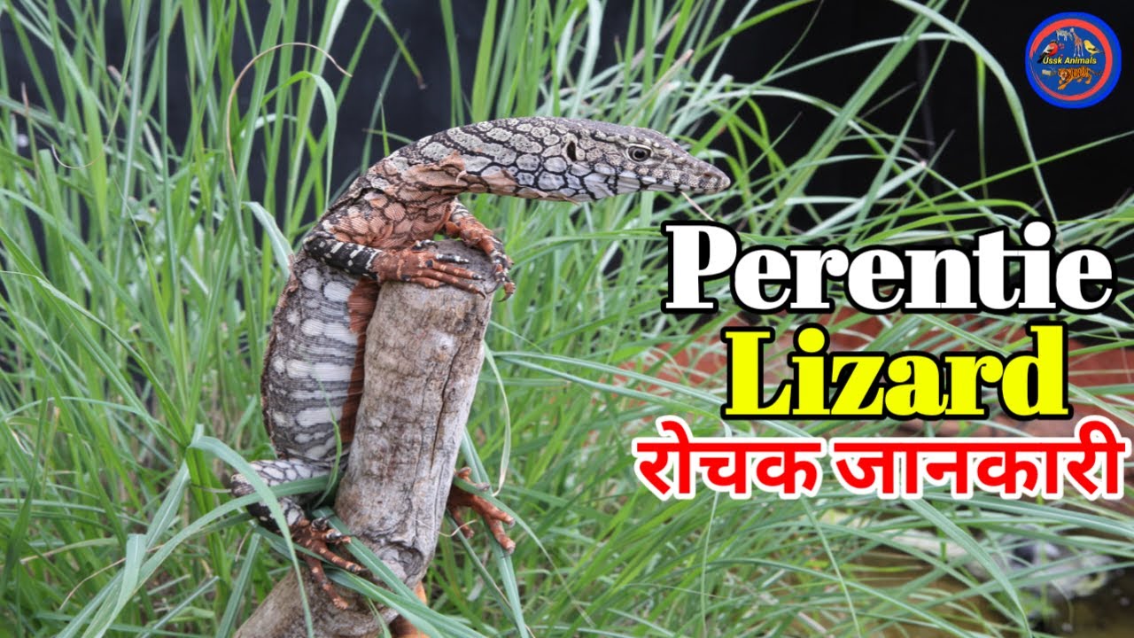 The Perentie Lizard | perentie monitor lizard facts | perentie lizard ...