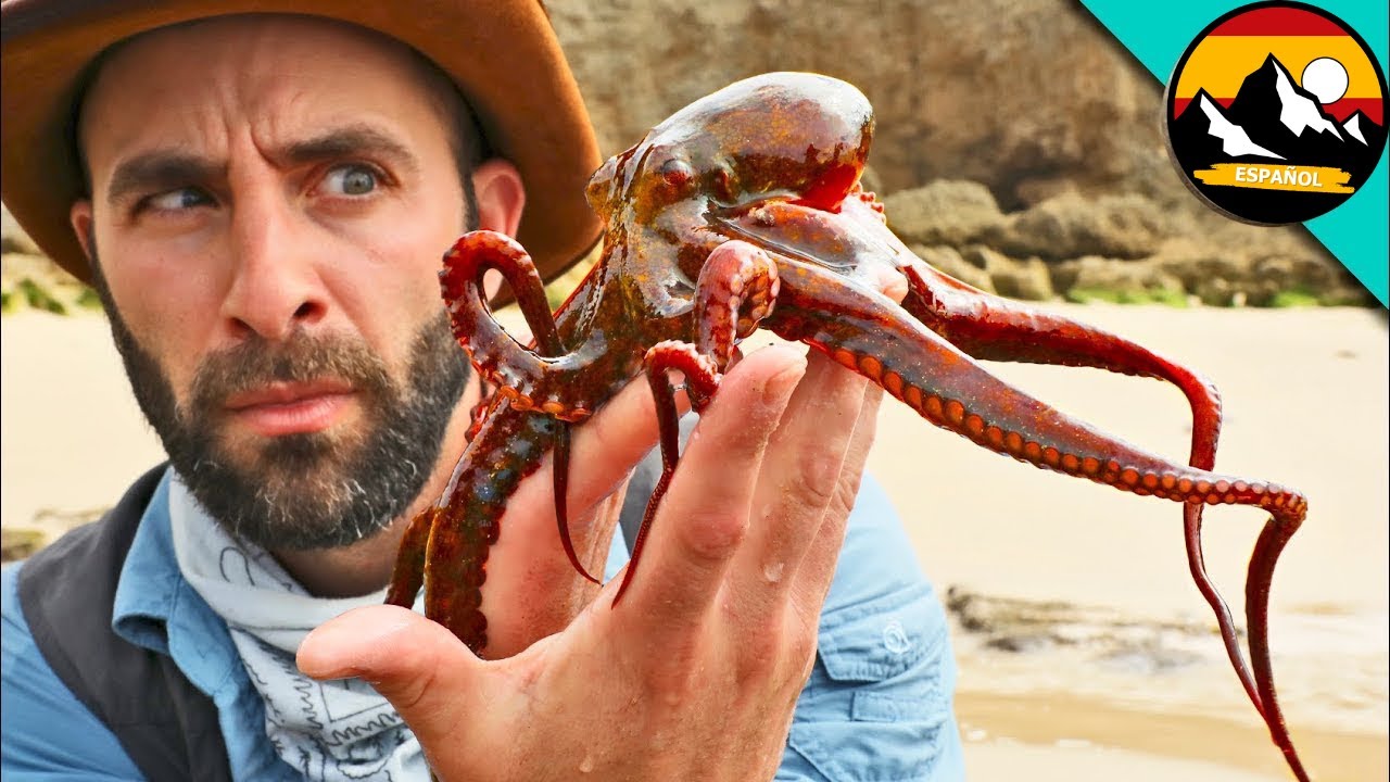 CONOCIMOS UN PULPO MUY RARO 🐙 Soltará la tinta? | Brave Wilderness ...