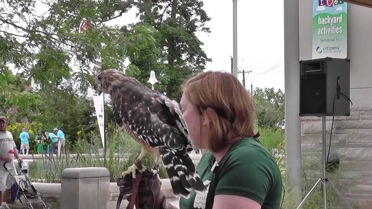 2013 INDIANA STATE FAIR - INDY PARKS BIRDS OF PREY, Aug. 12, 2013 - YouTube