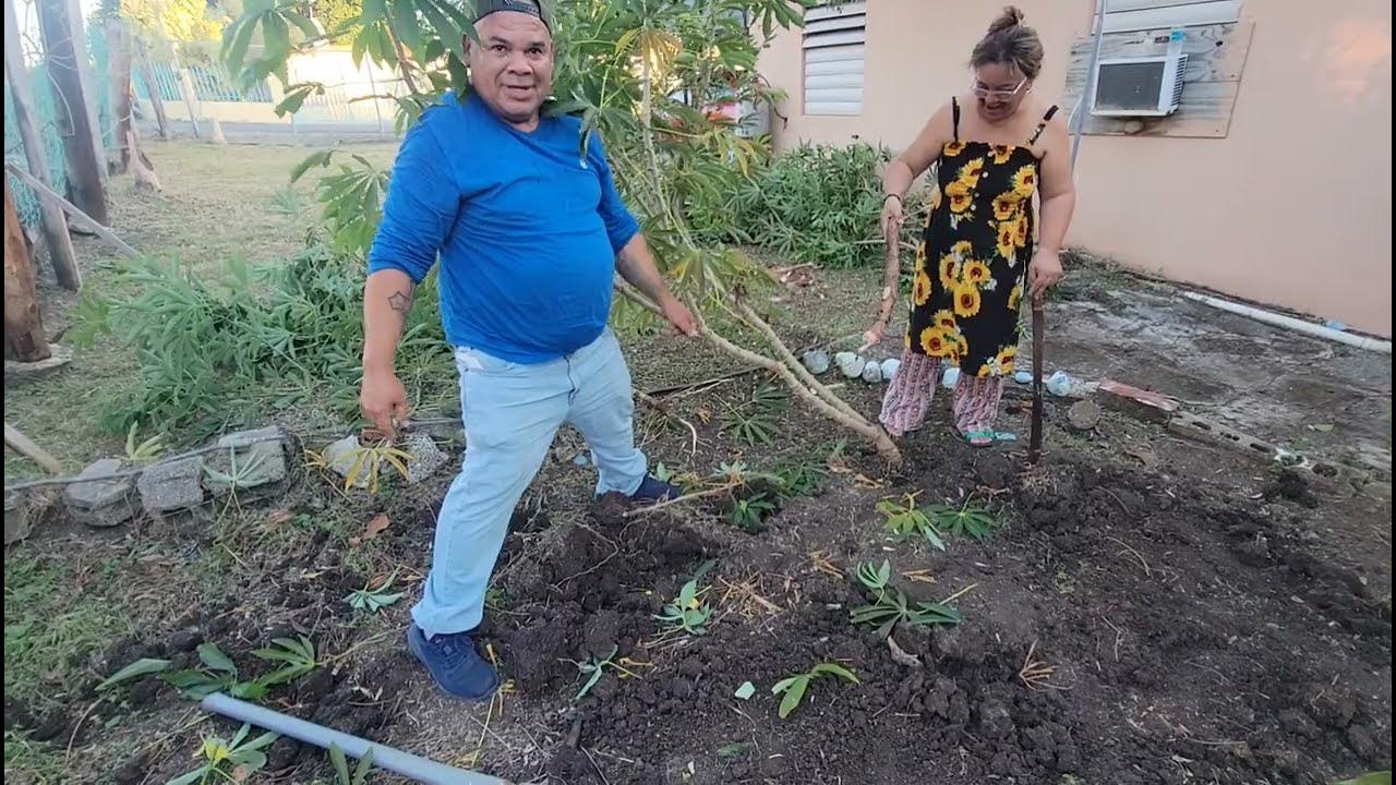 Sacando Yuca - YouTube