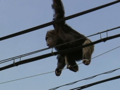 Raw: Escaped Chimp Makes High-Wire Getaway - YouTube