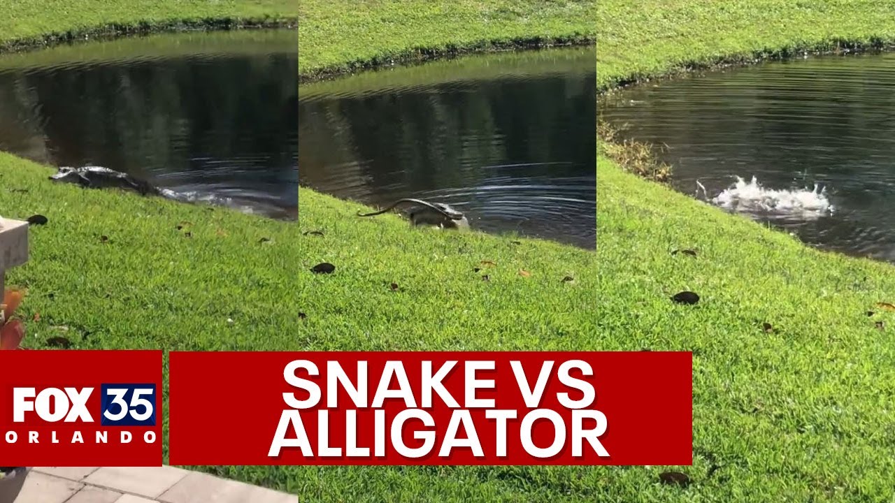 Snake vs alligator: Young alligator ambushes snake hiding in grass ...