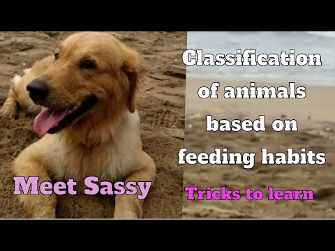 Classification of animals based on feeding habits| Class3 Science ...