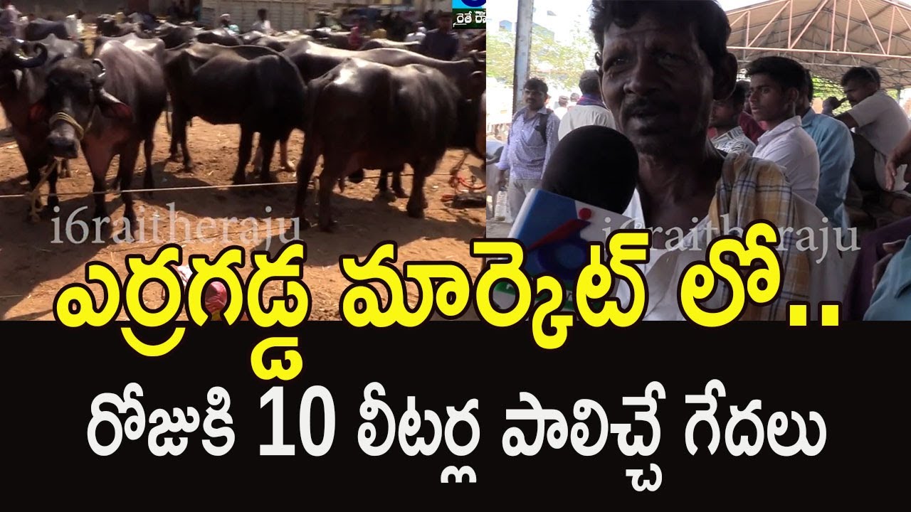 ఎర్రగడ్డ మార్కెట్ లో..రోజుకి 10 లీటర్ల పాలిచ్చే గేదలు | Buffalo Market ...