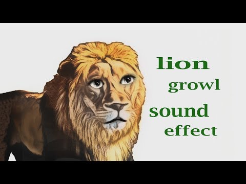 How A Lion Growls, Snarls / Sound Effect / Animation - YouTube