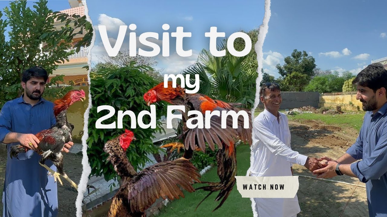 Today I Visited My Second Shamo Farm in Pakistan🇵🇰 - YouTube
