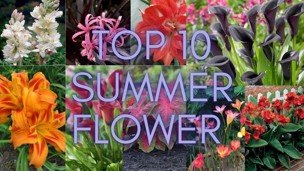 Top 10 Summer Flowering Bulbs //Heat Tolerant Flowering Bulbs - YouTube
