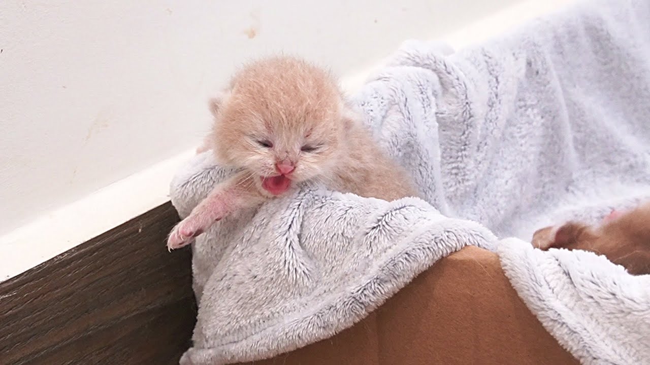 Kitten Viola is trying her best to climb out of the nest to find her ...