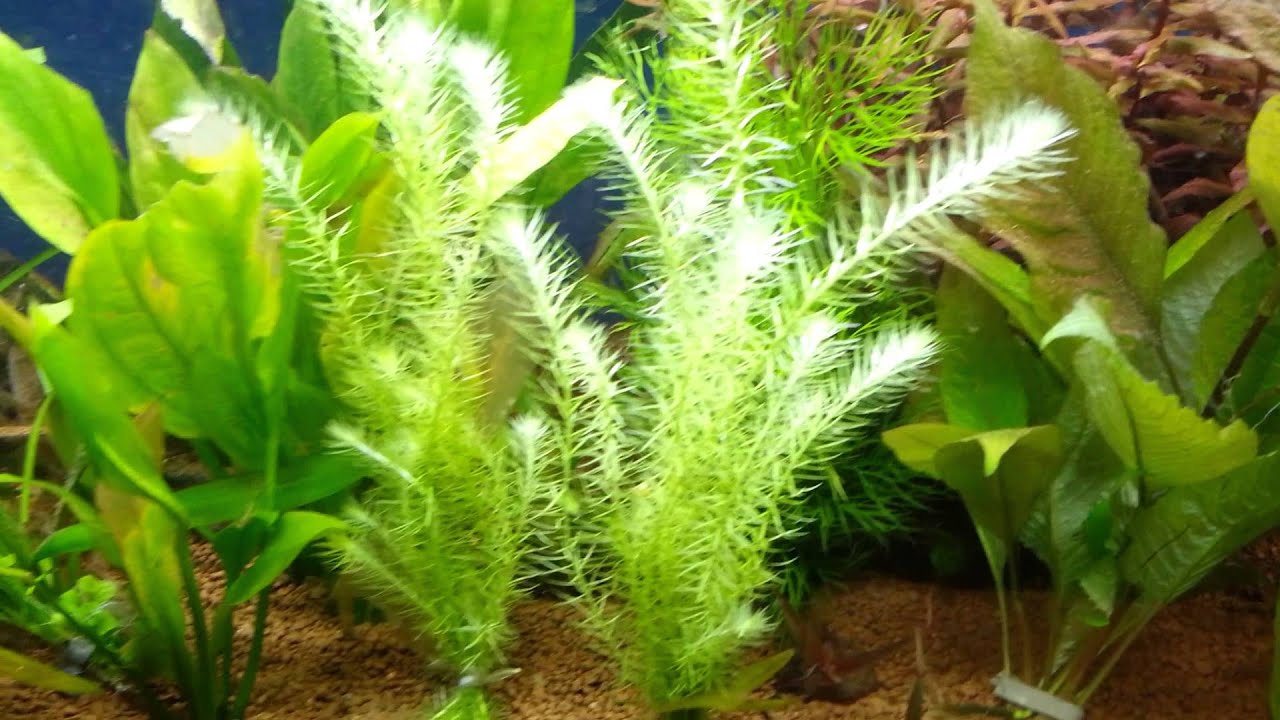 Mayaca (Mayaca fluviatilis) - YouTube