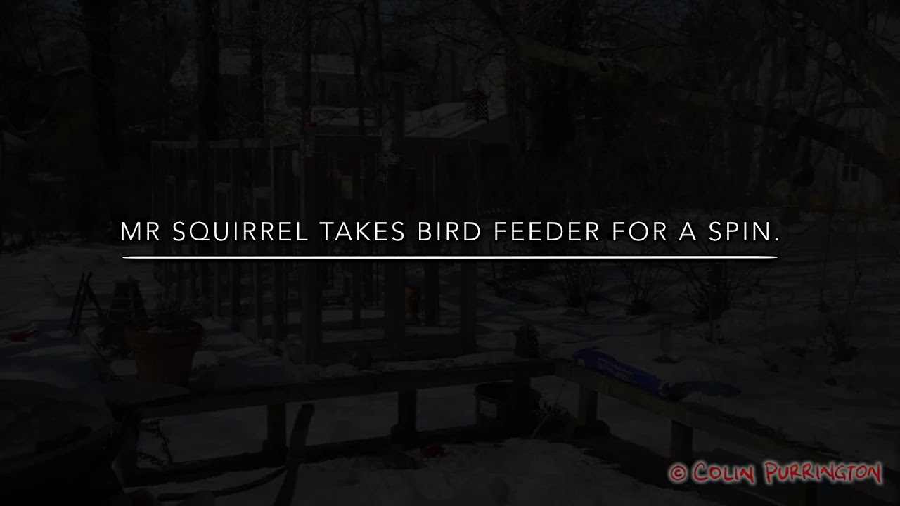 Squirrel spinning on Droll Yankees Flipper bird feeder - YouTube