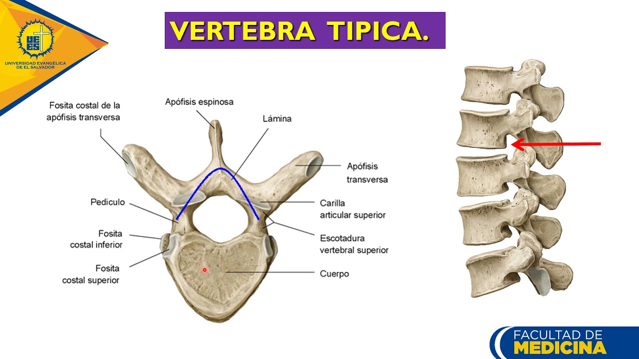 Columna Vertebral, caracteristicas - YouTube