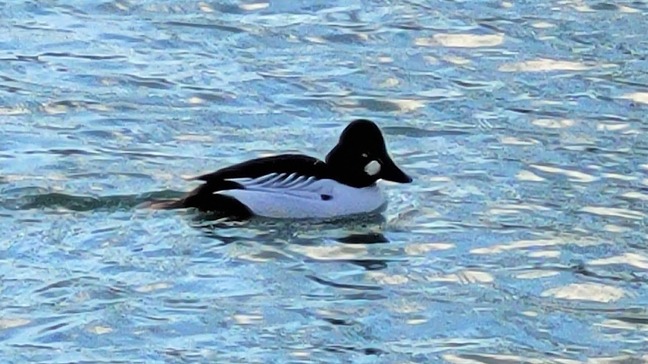 🦆 Male Goldeneye Duck Portrait | Nature | Bird photography - YouTube