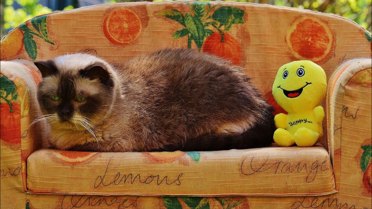 cat talking video | cat funny video| Animals funny video - YouTube