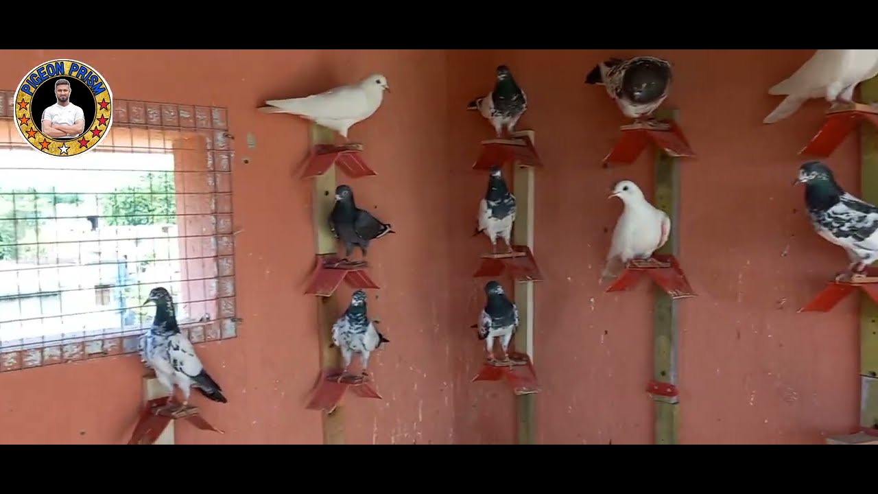 Ansar Ali Khan Taddy Kabootar shok Murshidabad Pigeon Loft Visit ...