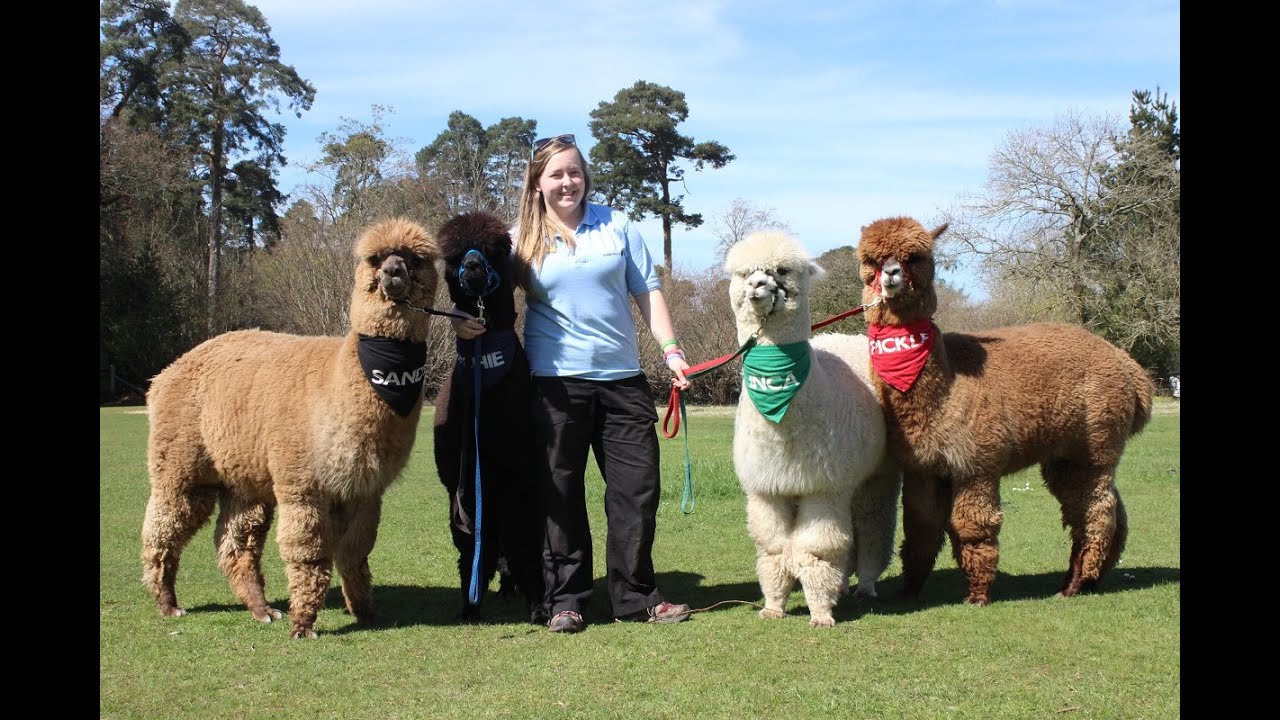 Meet the Sandy Balls Alpacas - YouTube