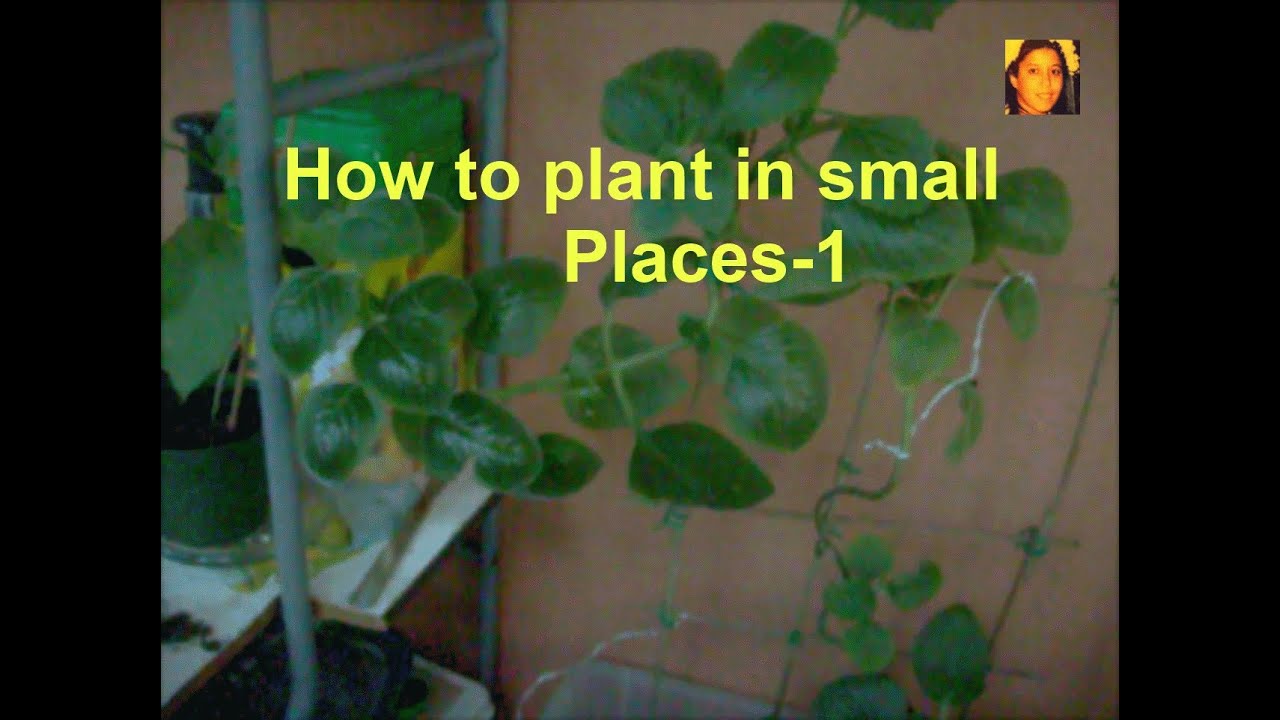 How to organize your plants in small places -1 - YouTube