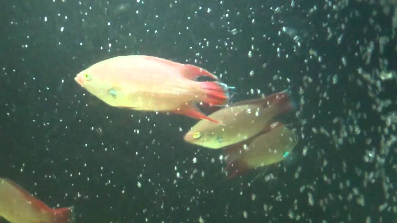 Belontia Signata - Ceylonese Combtail Paradise fish - 09 - YouTube