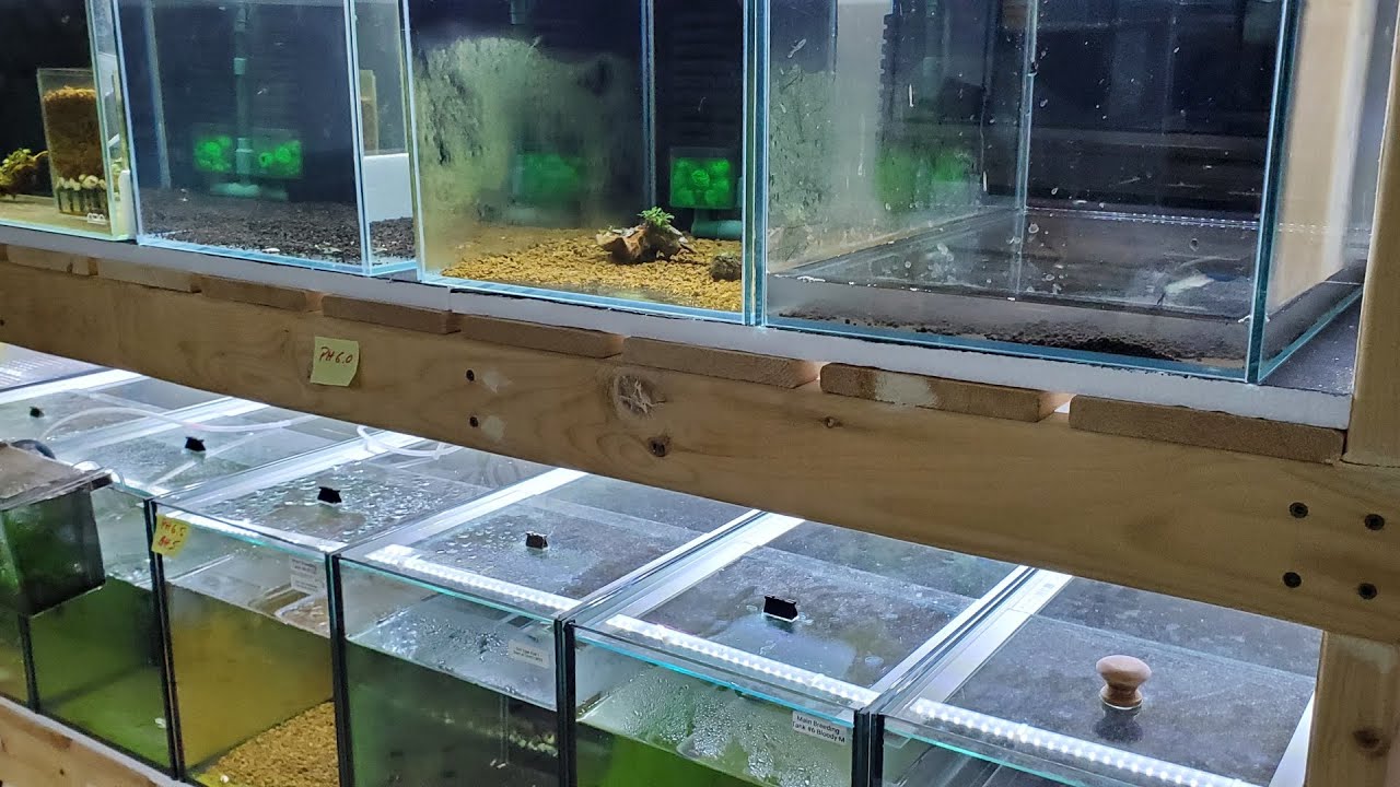 Pros and Cons Three Types Shrimp Tank Setup - YouTube