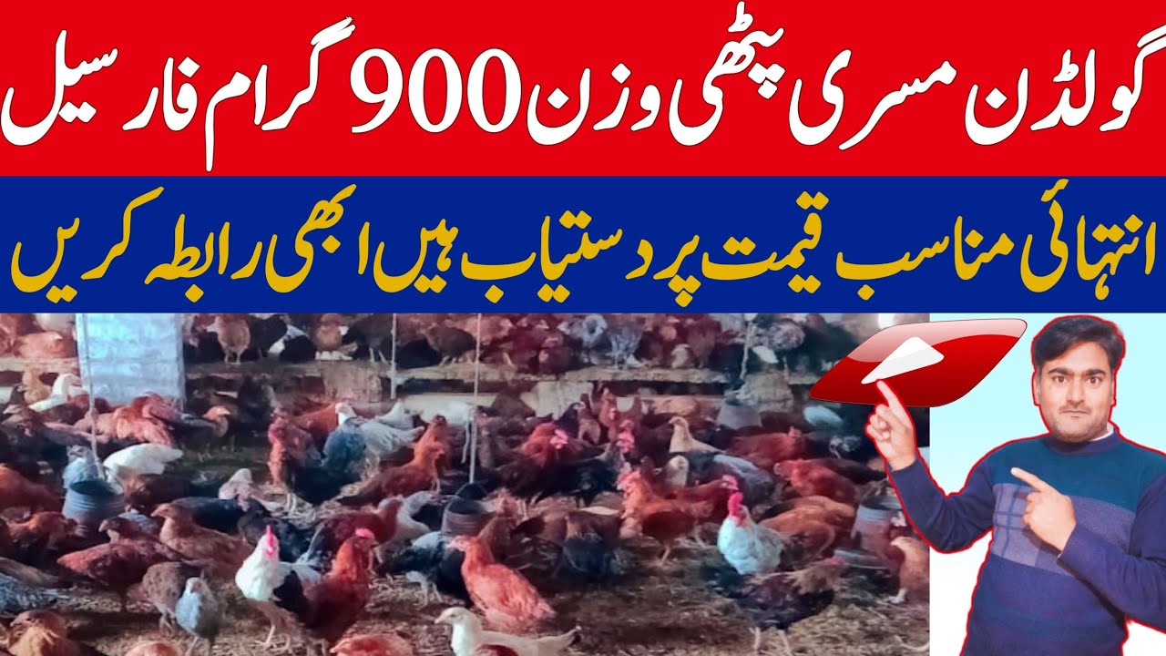 Golden Misri Farming in Pakistan | Golden Misri Murgi For sale | Golden ...