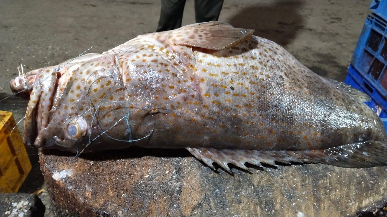 kalavan , kannadi paarai #fishcuttingrs #fish #kasimedu - YouTube