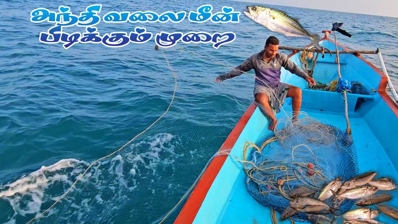 🤔அந்தி வலை மீன் பிடிக்கும் முறை/ Anthi Valai Meen Pidikkum Murai ...