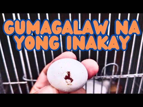 MAY BASAG YONG ITLOG KITA NA YONG INAKAY GUMAGALAW NA..MALAPIT NANG ...