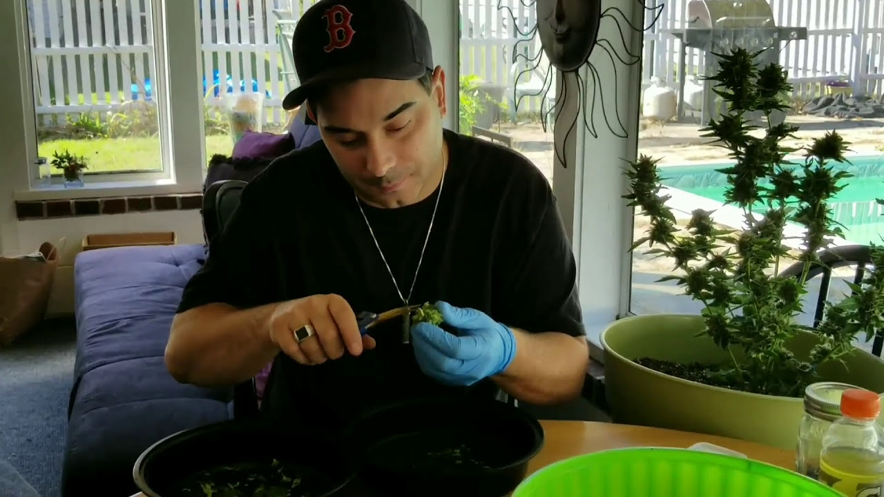 TRIMMING BUDS on the Freak OG Outdoors - Final video - YouTube