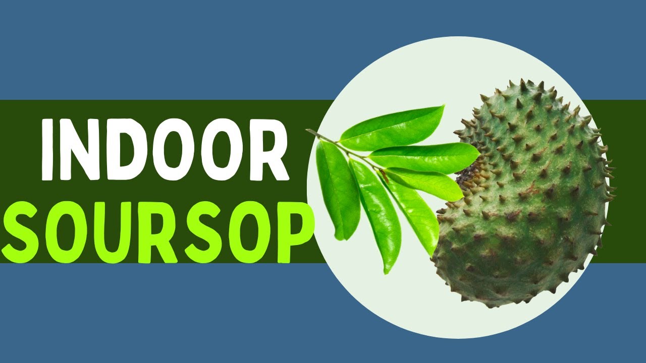 😲 Growing Soursop Indoors for Wellness! 🌱🍈- Easy Guide to Boosting Your ...